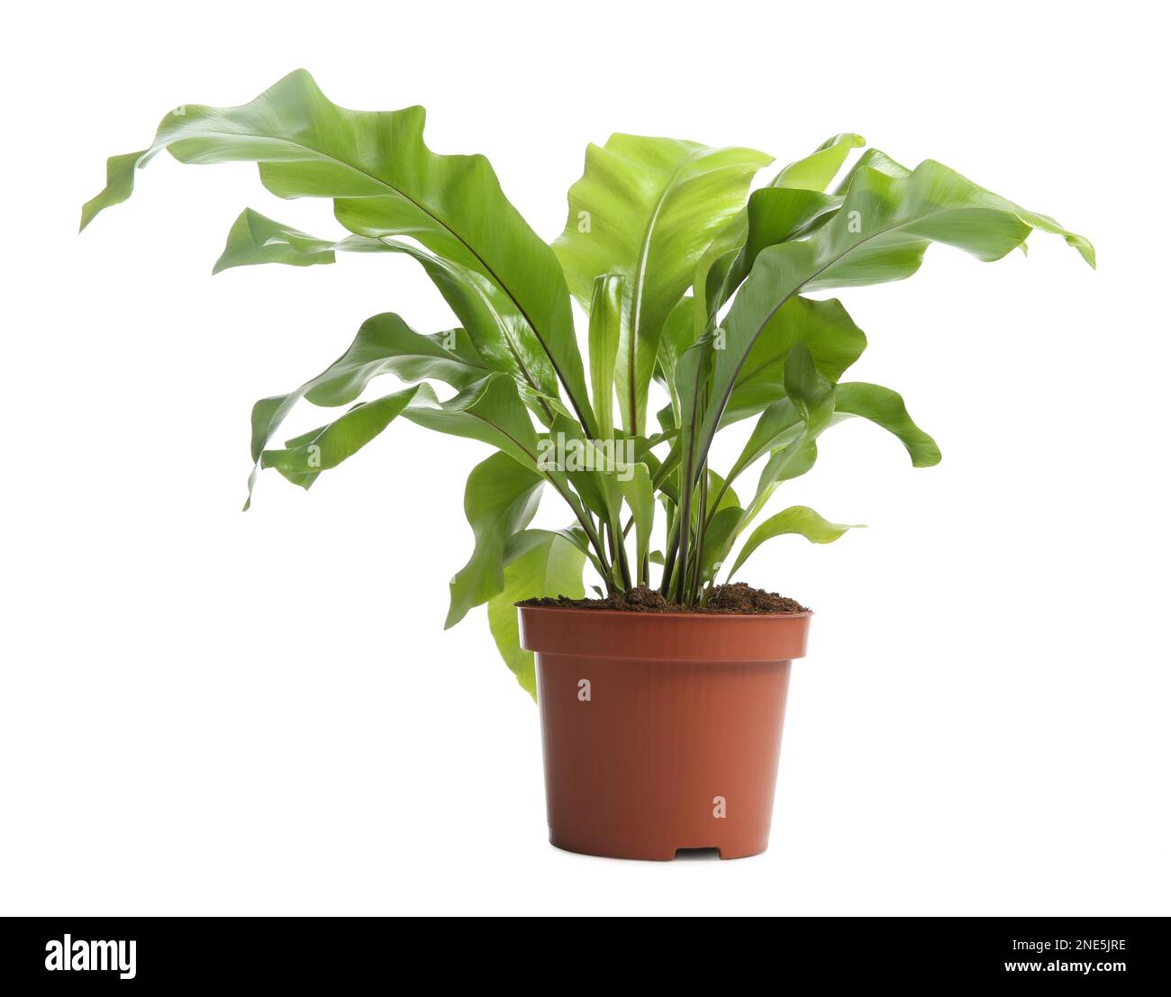 Lush fern leaves in Cut Out Stock Images & Pictures - Alamy