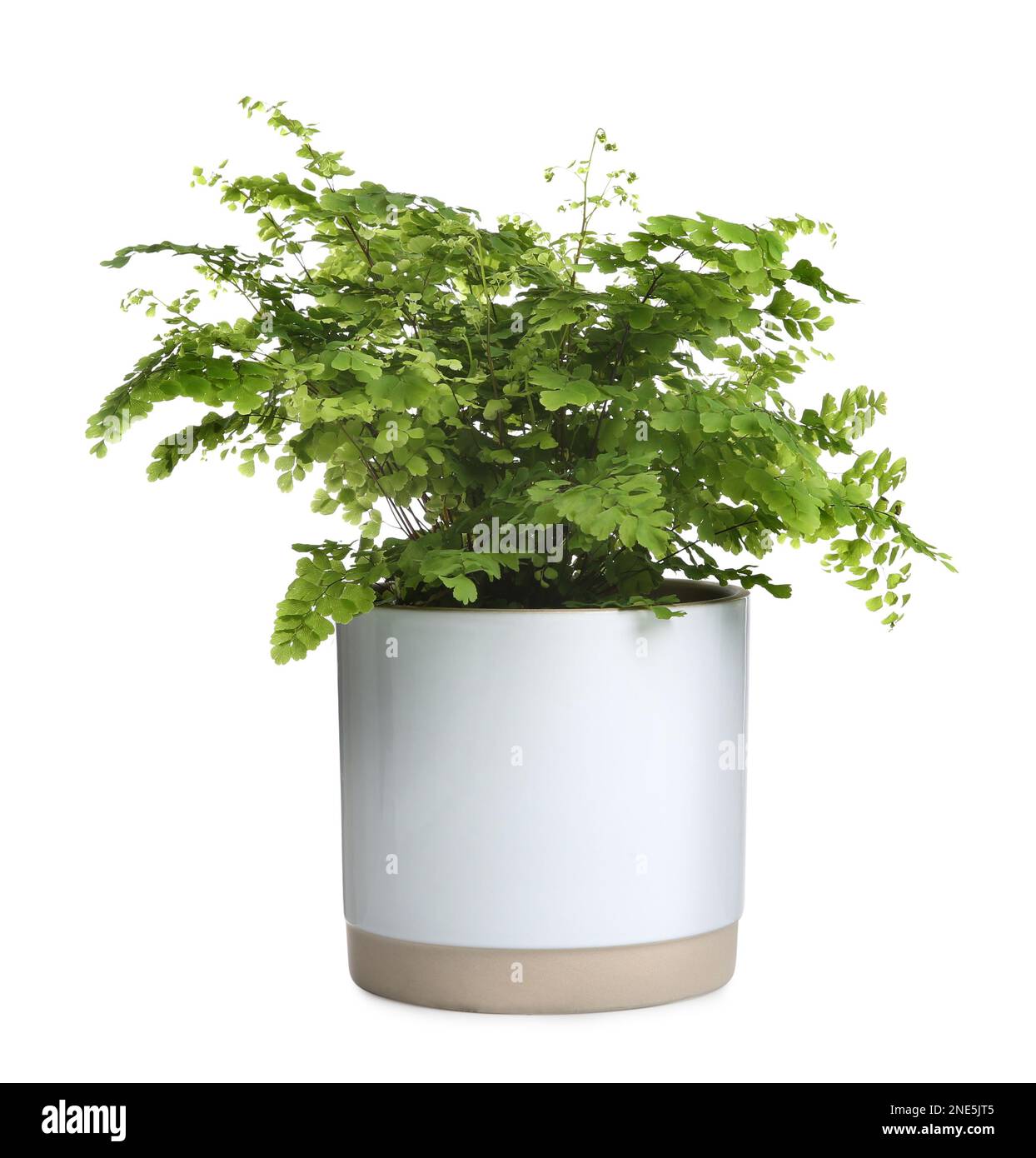 Beautiful fern in pot isolated on white Stock Photo - Alamy