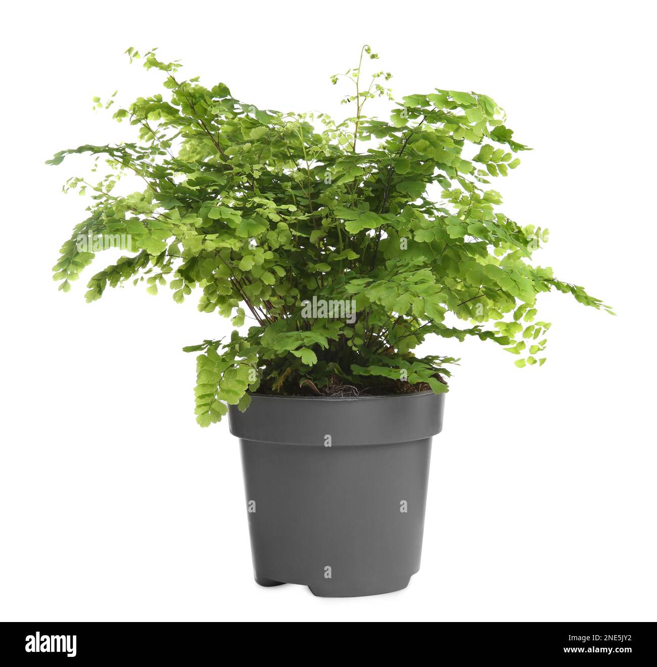 Beautiful fern in pot isolated on white Stock Photo - Alamy