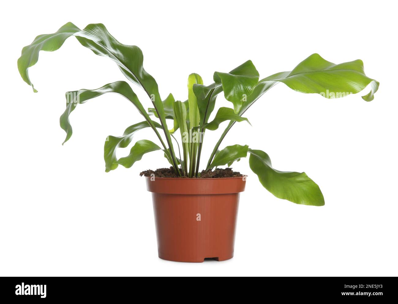 Beautiful fern in pot isolated on white Stock Photo - Alamy