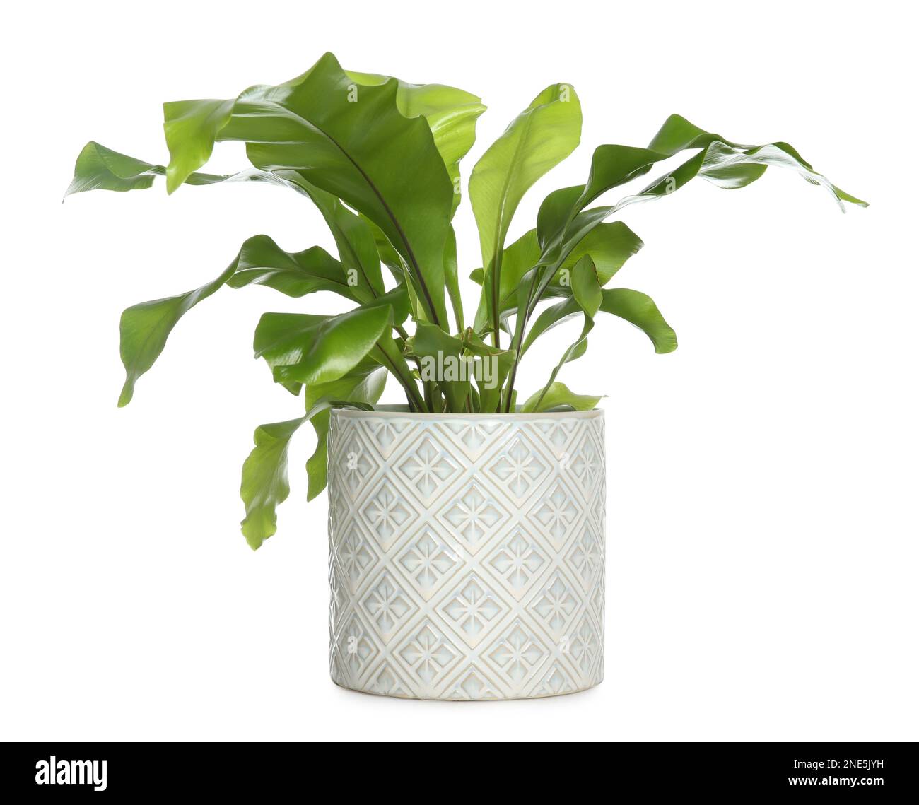Beautiful potted fern plant Cut Out Stock Images & Pictures - Alamy