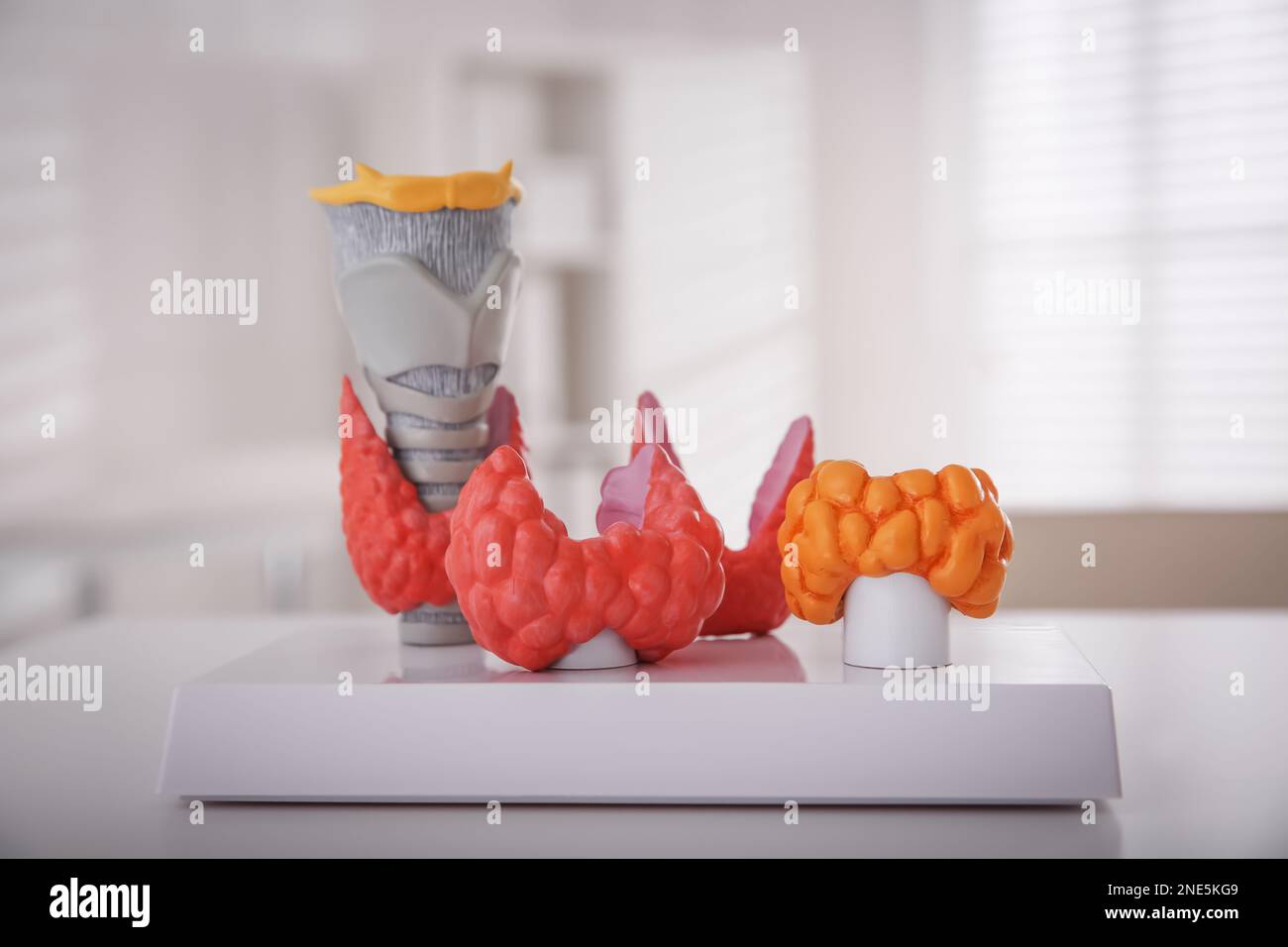 Thyroid gland models on white table in hospital Stock Photo - Alamy
