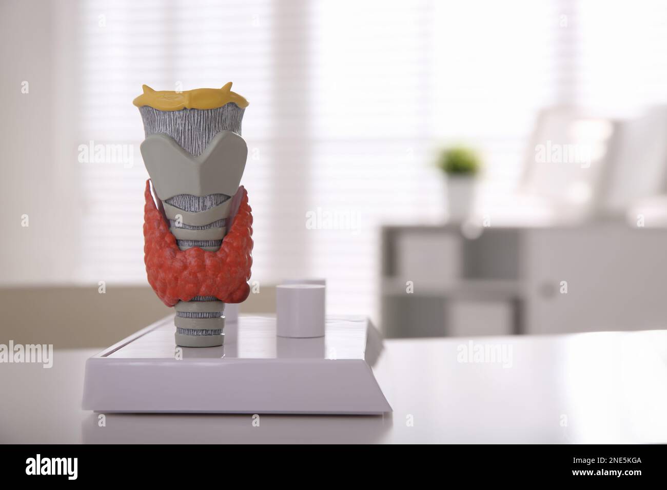 Thyroid gland model on white table in hospital, space for text Stock ...