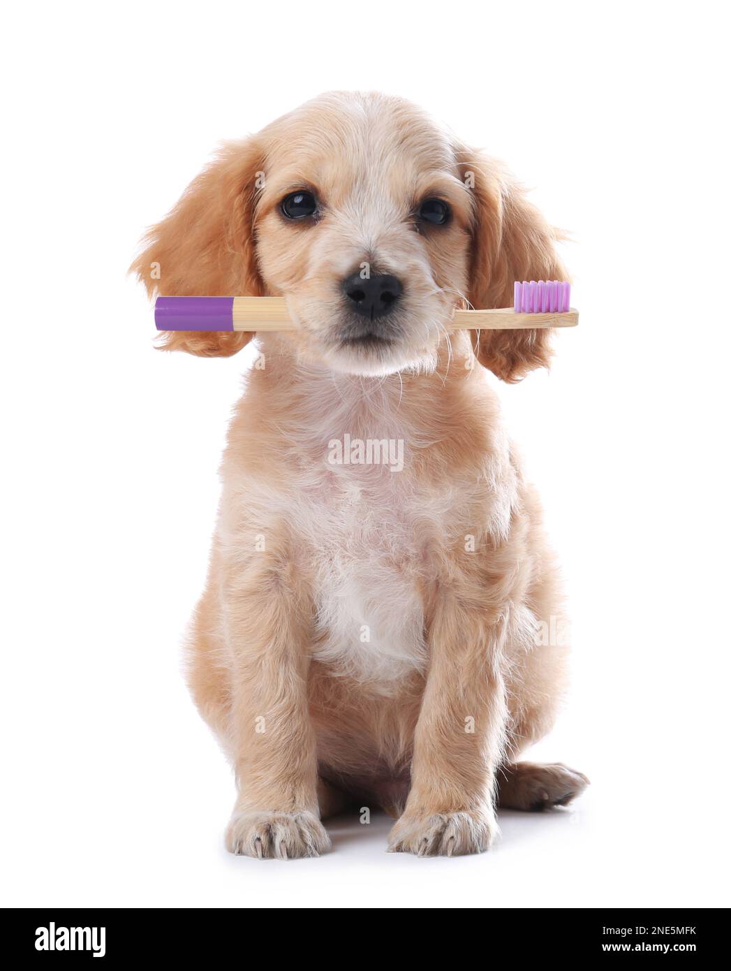 Cute dog with toothbrush on white background Stock Photo - Alamy