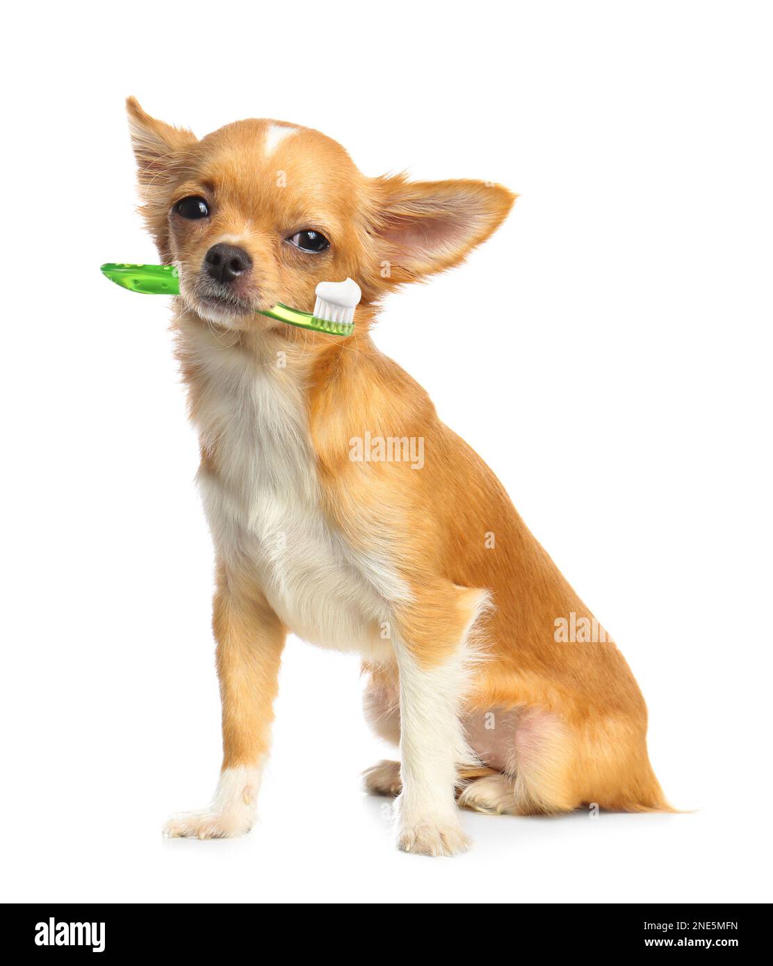 Cute dog with toothbrush on white background Stock Photo - Alamy