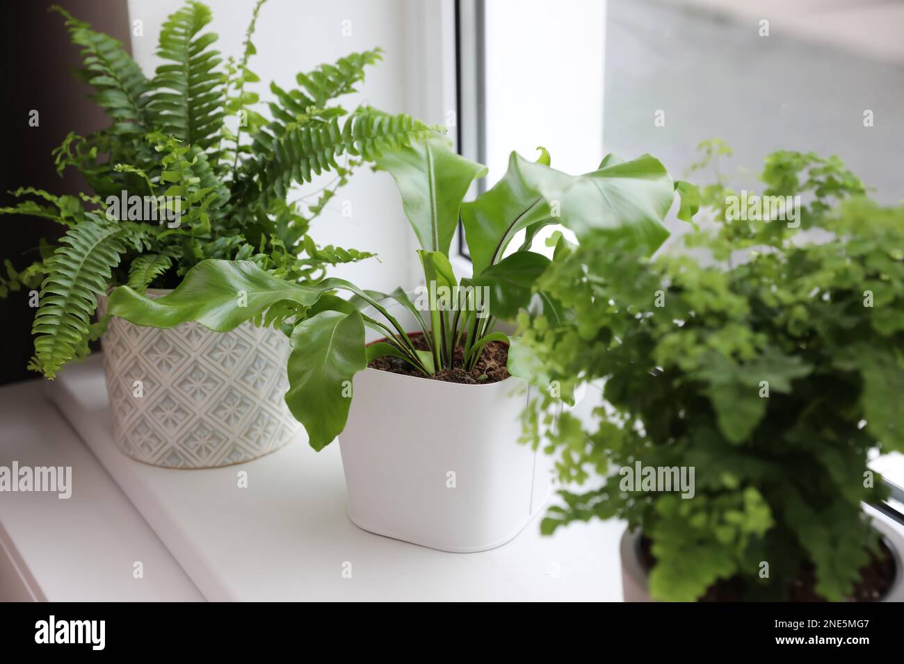 Different beautiful ferns in pots on white window sill Stock Photo - Alamy