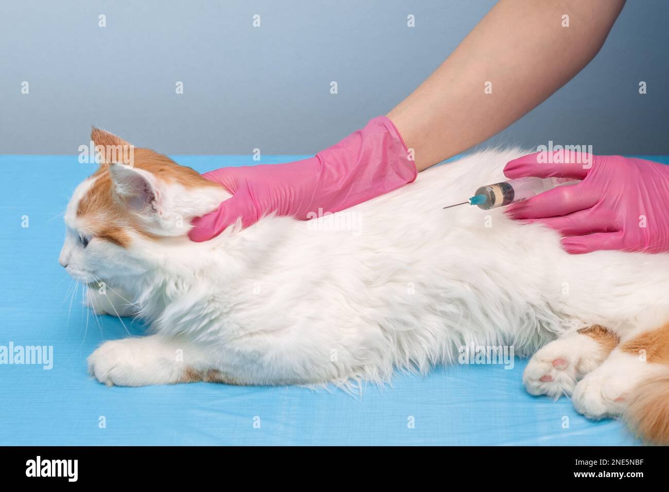 veterinarian giving an injection to a cat. cat at the veterinary clinic ...