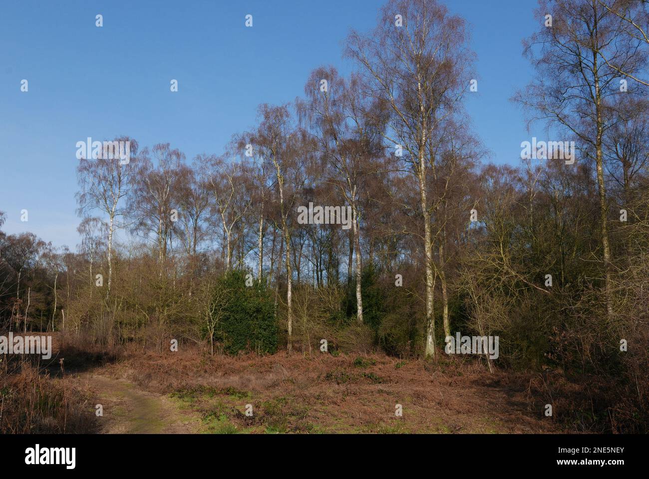 Highgate common hi-res stock photography and images - Alamy