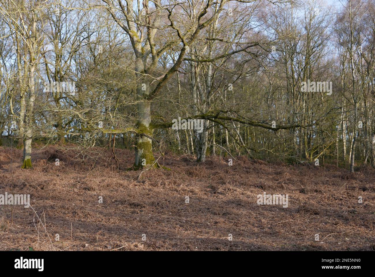 Highgate common hi-res stock photography and images - Alamy