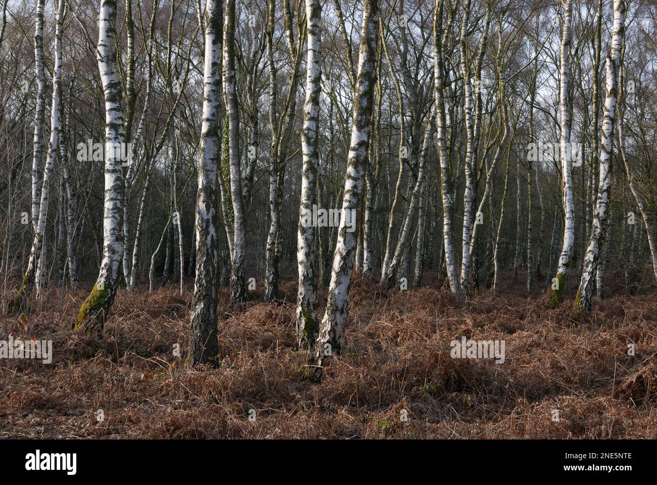 Silver Birch woodland in winter. Highgate Common. England. UK Stock ...