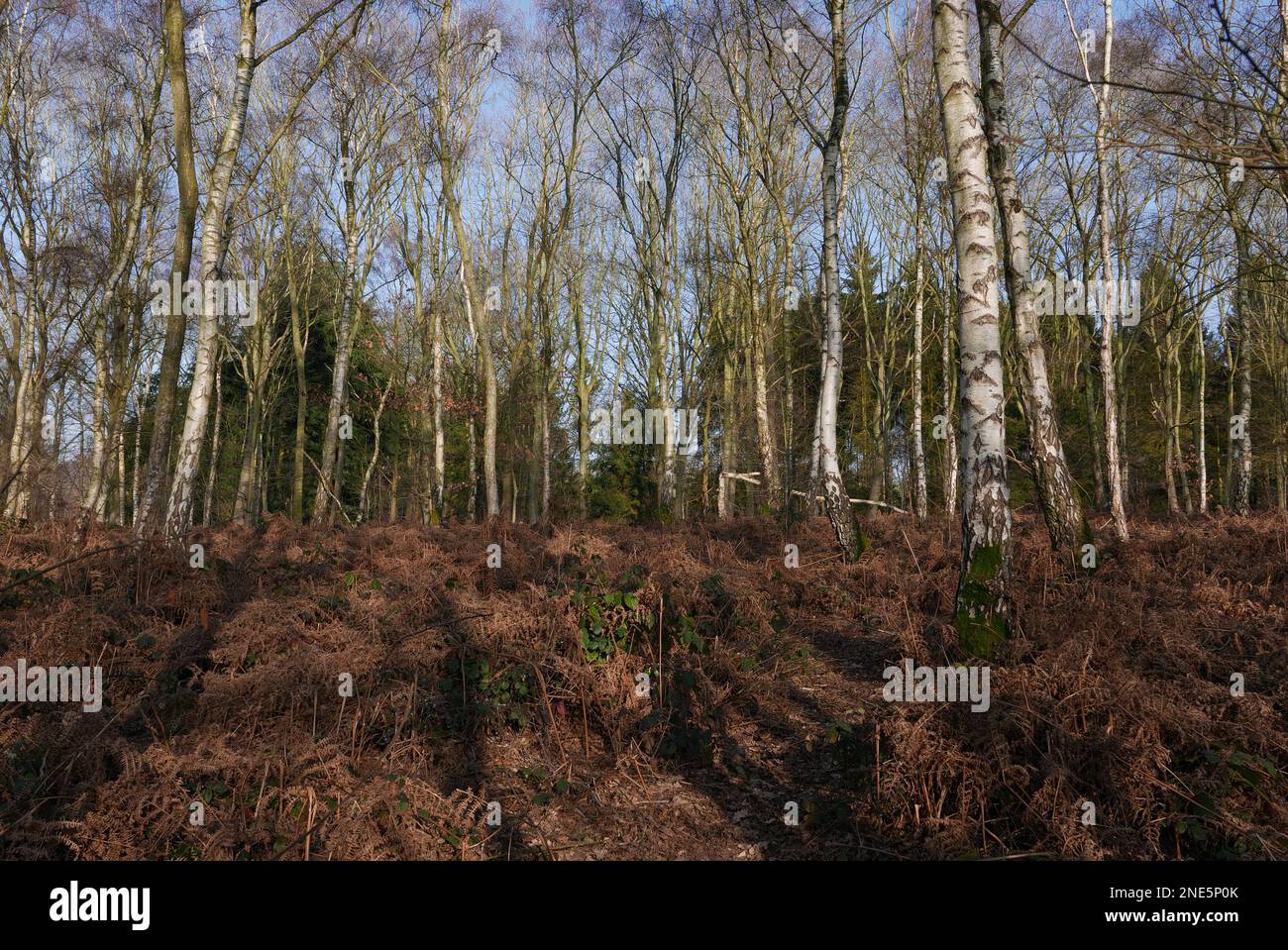 Silver Birch woodland in winter. Highgate Common. England. UK Stock ...