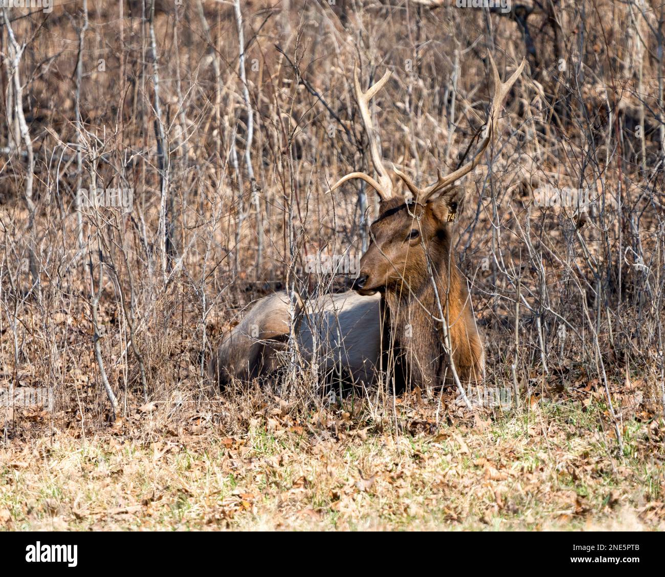 A large bull elk resting on a dry field in Kentucky Stock Photo - Alamy