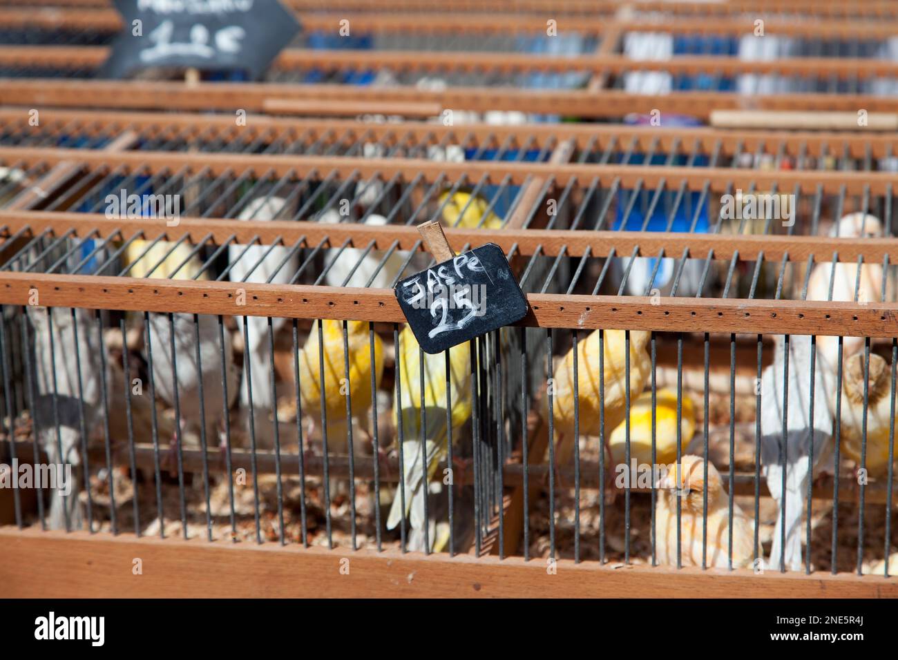 Caged birds sale market stall hi-res stock photography and images - Alamy