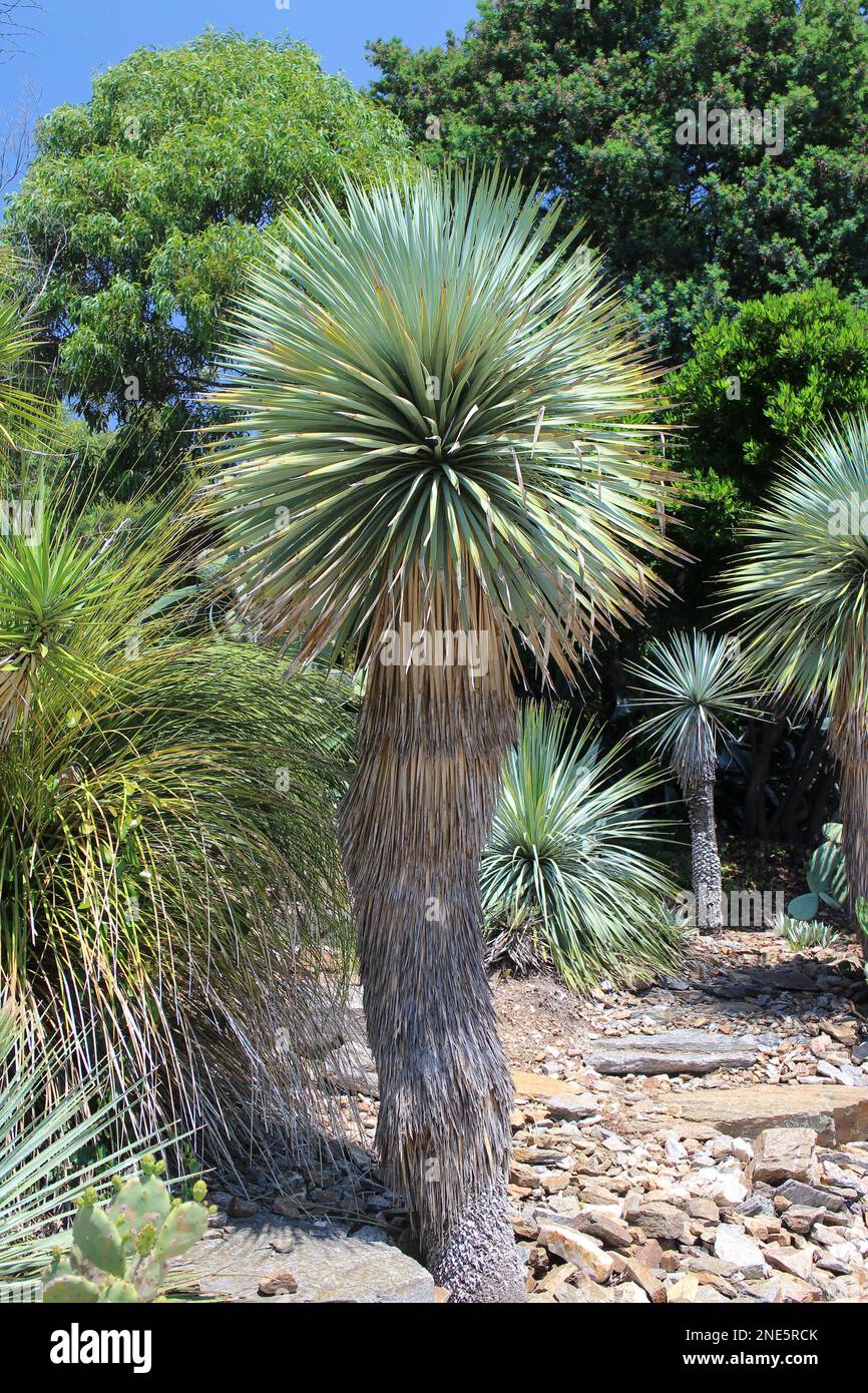 Yucca rostrata hi-res stock photography and images - Alamy