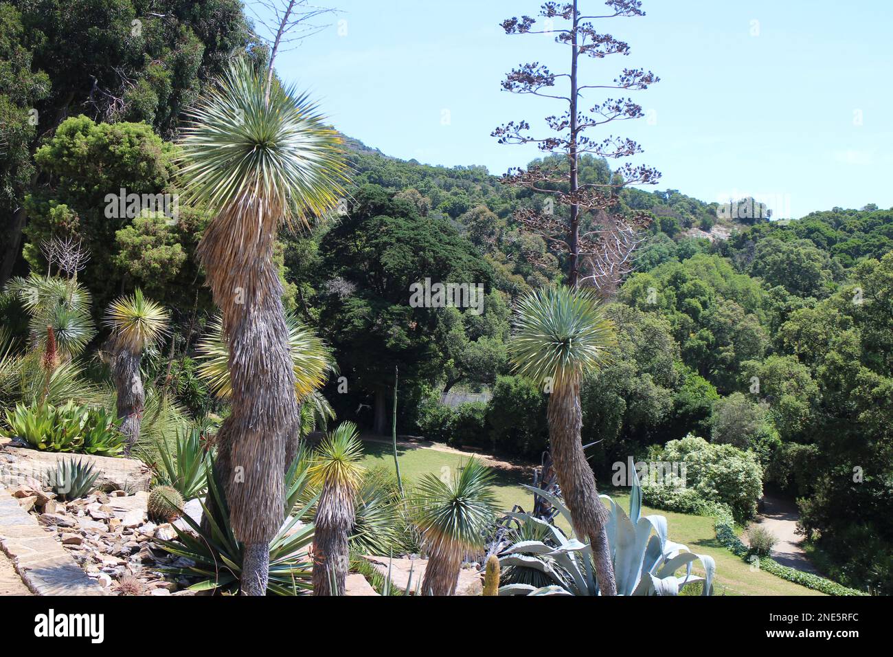 Yucca (yucca rostrata) hi-res stock photography and images - Alamy