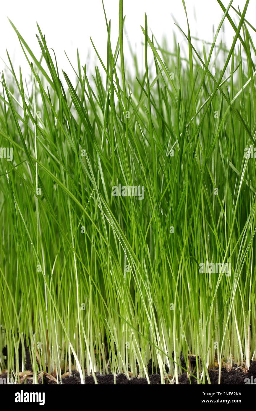 Turf lawns hi-res stock photography and images - Alamy
