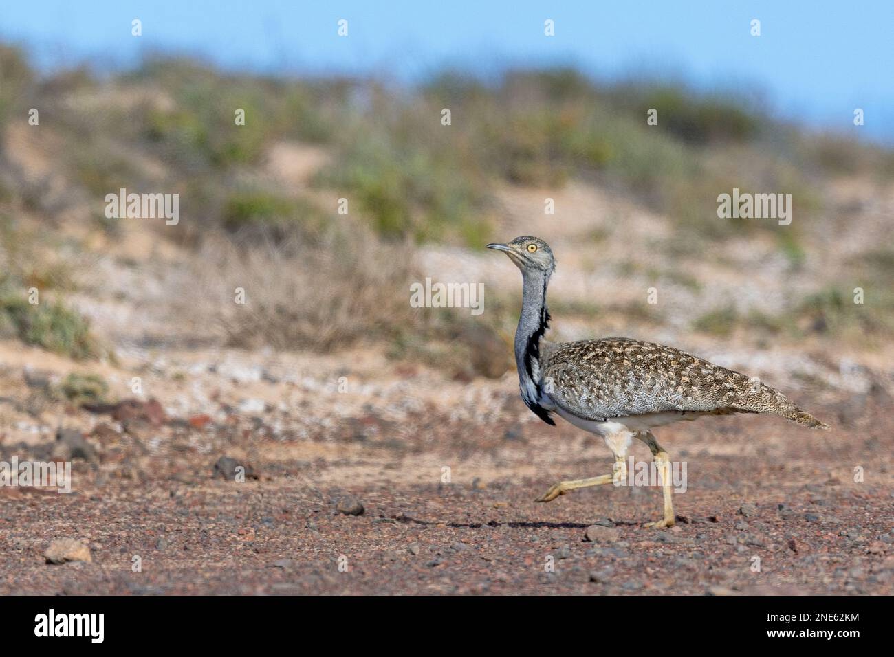 houbara bustard (Chlamydotis undulata), walking over dust street ...
