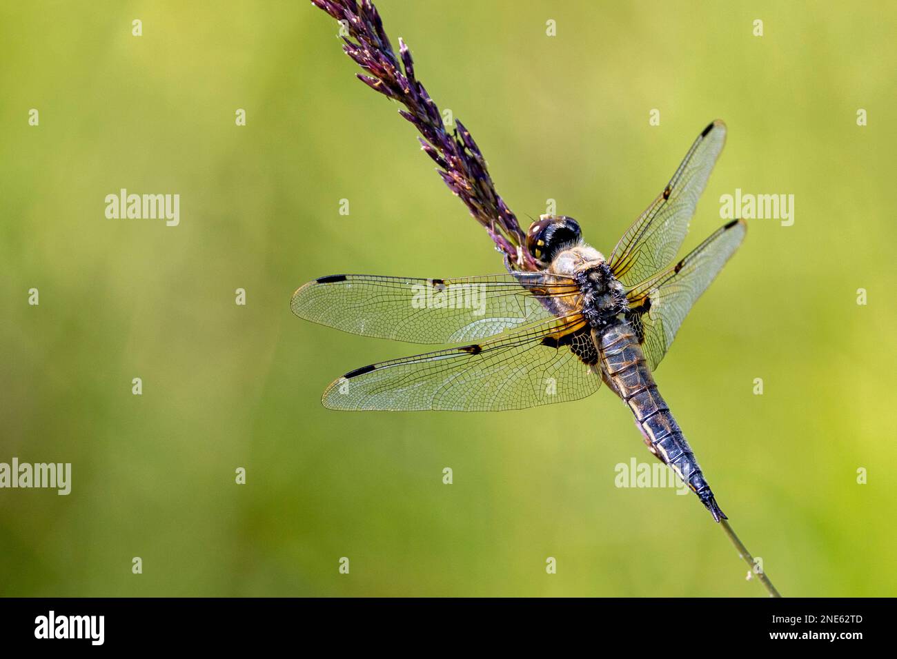 four-spotted libellula, four-spotted chaser, four spot (Libellula ...