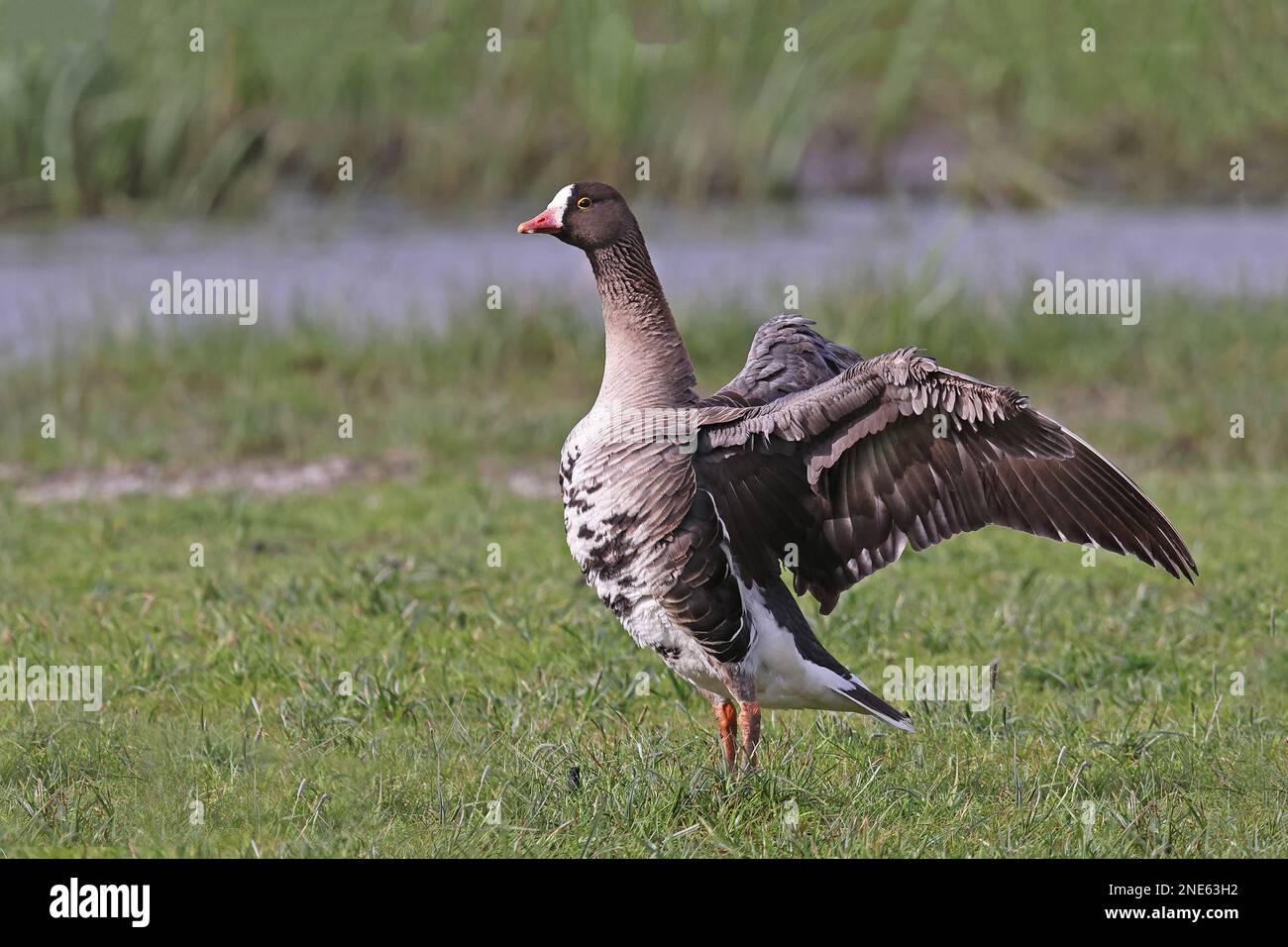 lesser white-fronted goose (Anser erythropus), standing in grassland ...