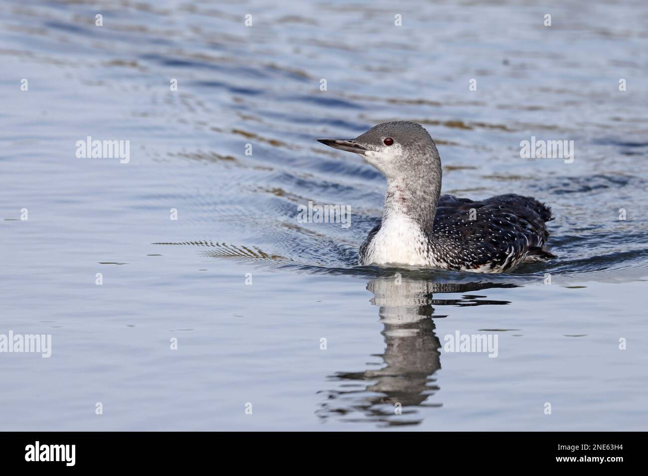 red-throated diver (Gavia stellata), in juvenile plumage, swimmung ...