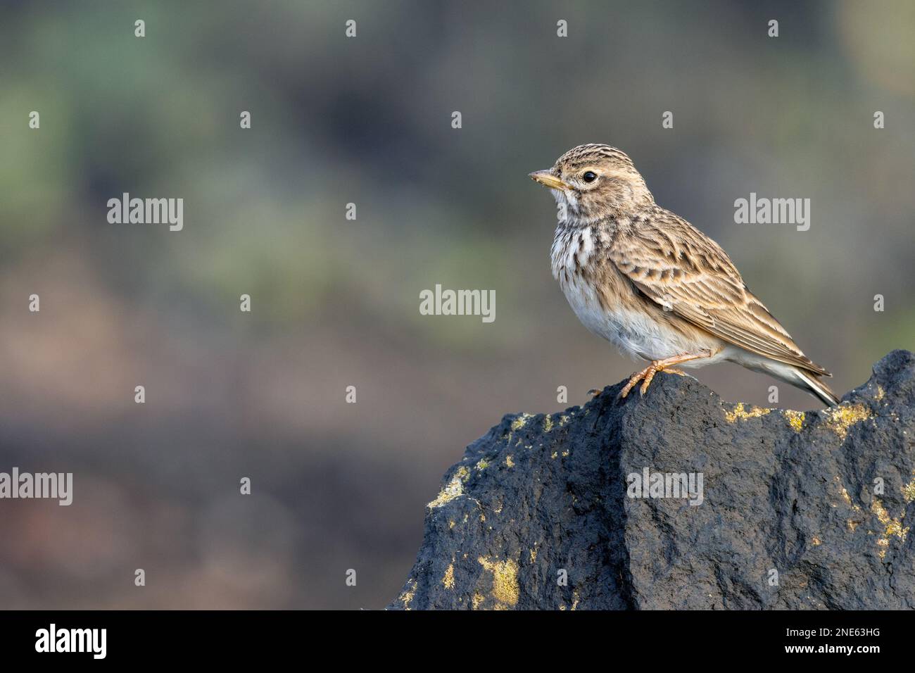 lesser short-toed lark (Calandrella rufescens, Alaudala rufescens ...