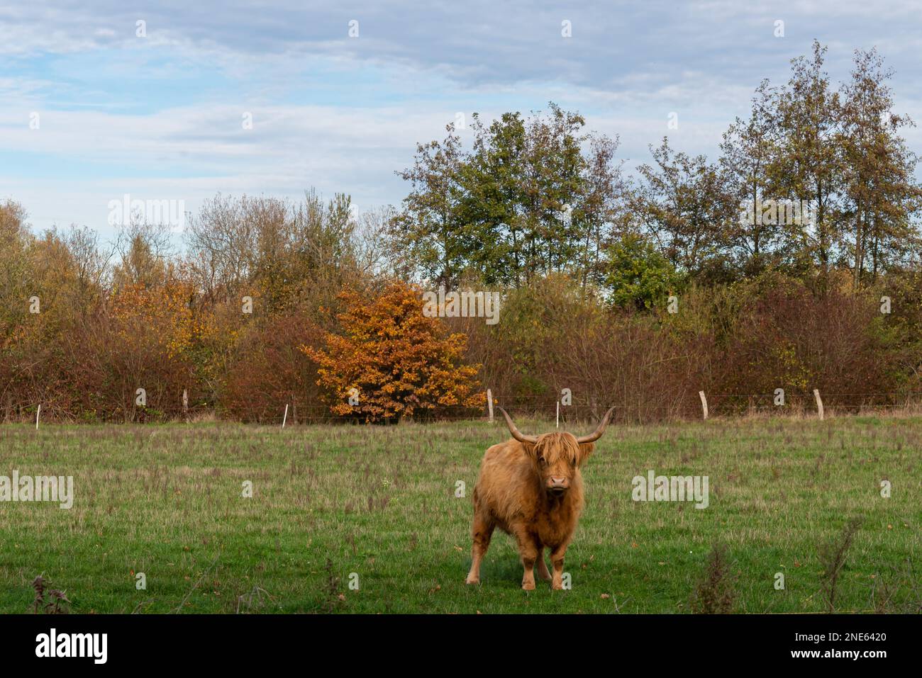 Scottish highland cattle with big horns. Beautiful hairy bull standing ...