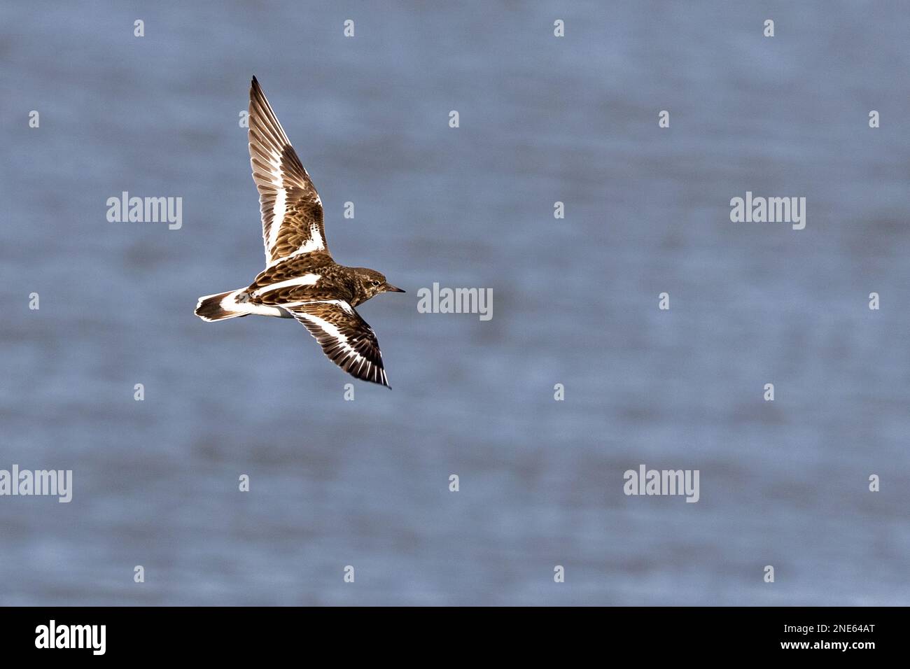 ruddy turnstone (Arenaria interpres), in eclipse plumage, in flight ...
