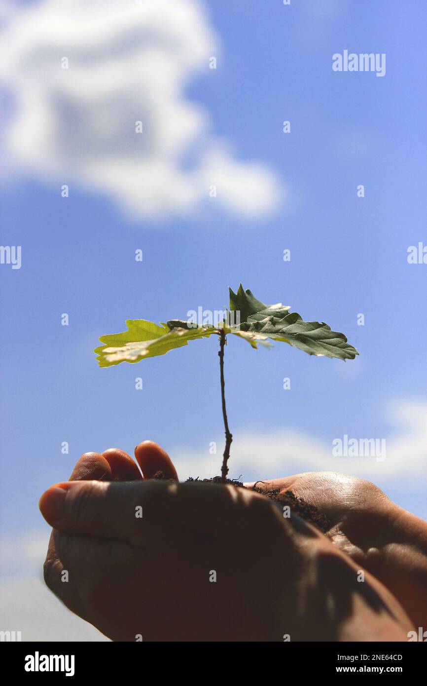 oak (Quercus spec.), seedling in hands Stock Photo - Alamy