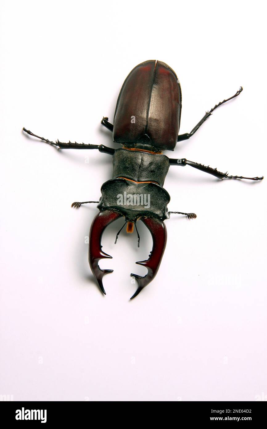 stag beetle, European stag beetle (Lucanus cervus), top view, cutout ...