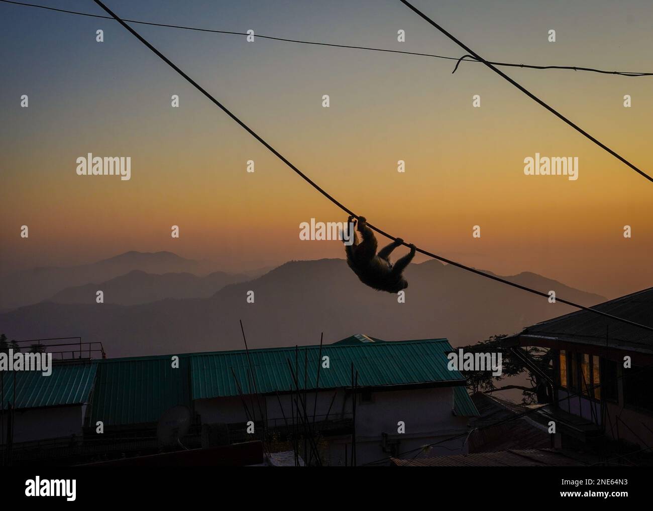 Monkey in Shimla, India Stock Photo - Alamy