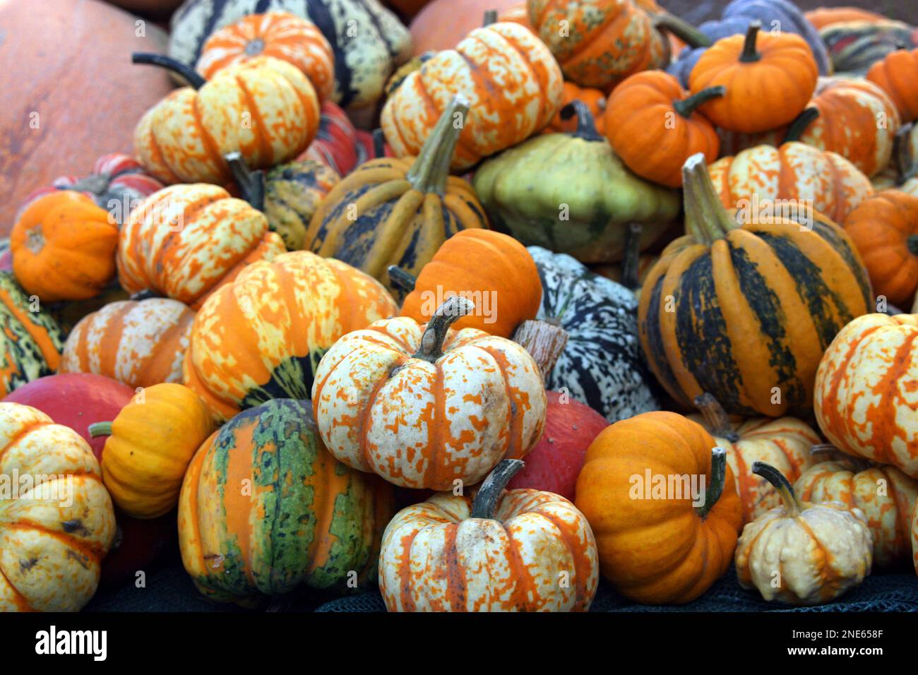 ornamental pumpkin (Cucurbita pepo convar. microcarpina), different ...