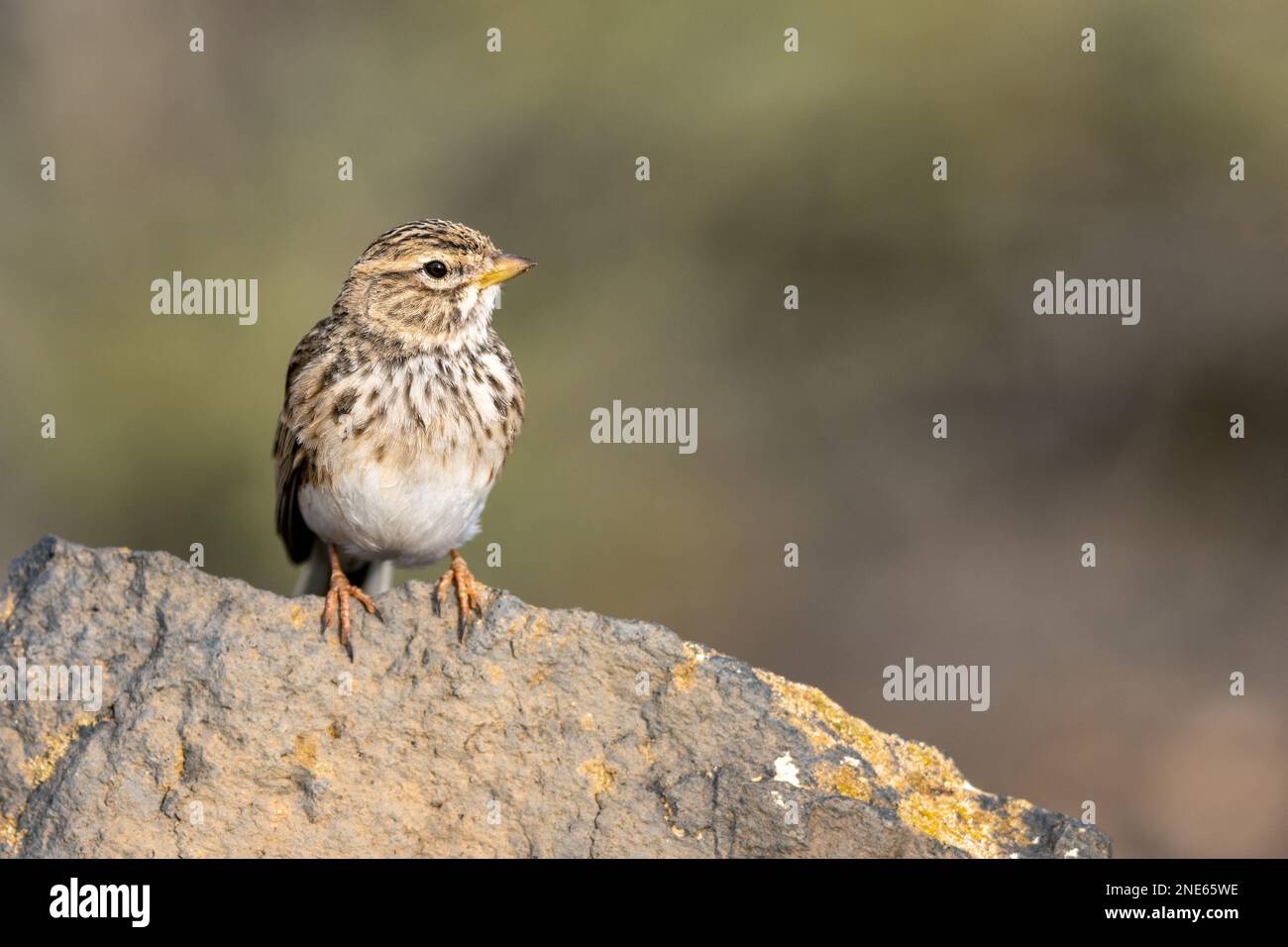 lesser short-toed lark (Calandrella rufescens, Alaudala rufescens ...