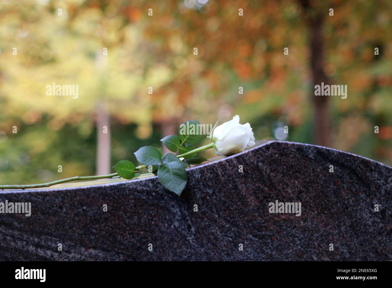 a white rose as a sign of mourning on a gravestone Stock Photo - Alamy