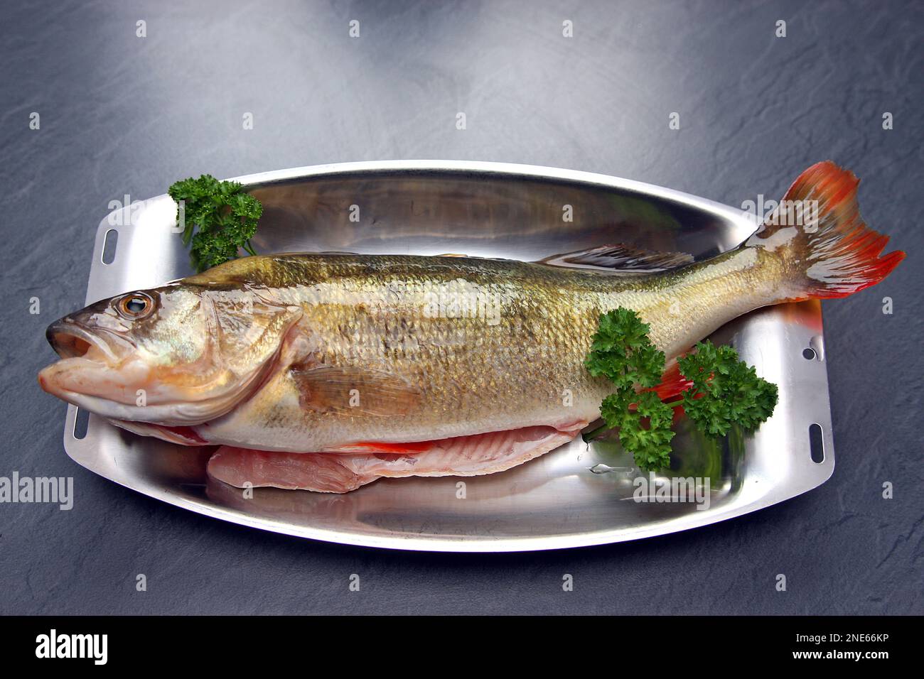 Eurasian river perches hi-res stock photography and images - Alamy