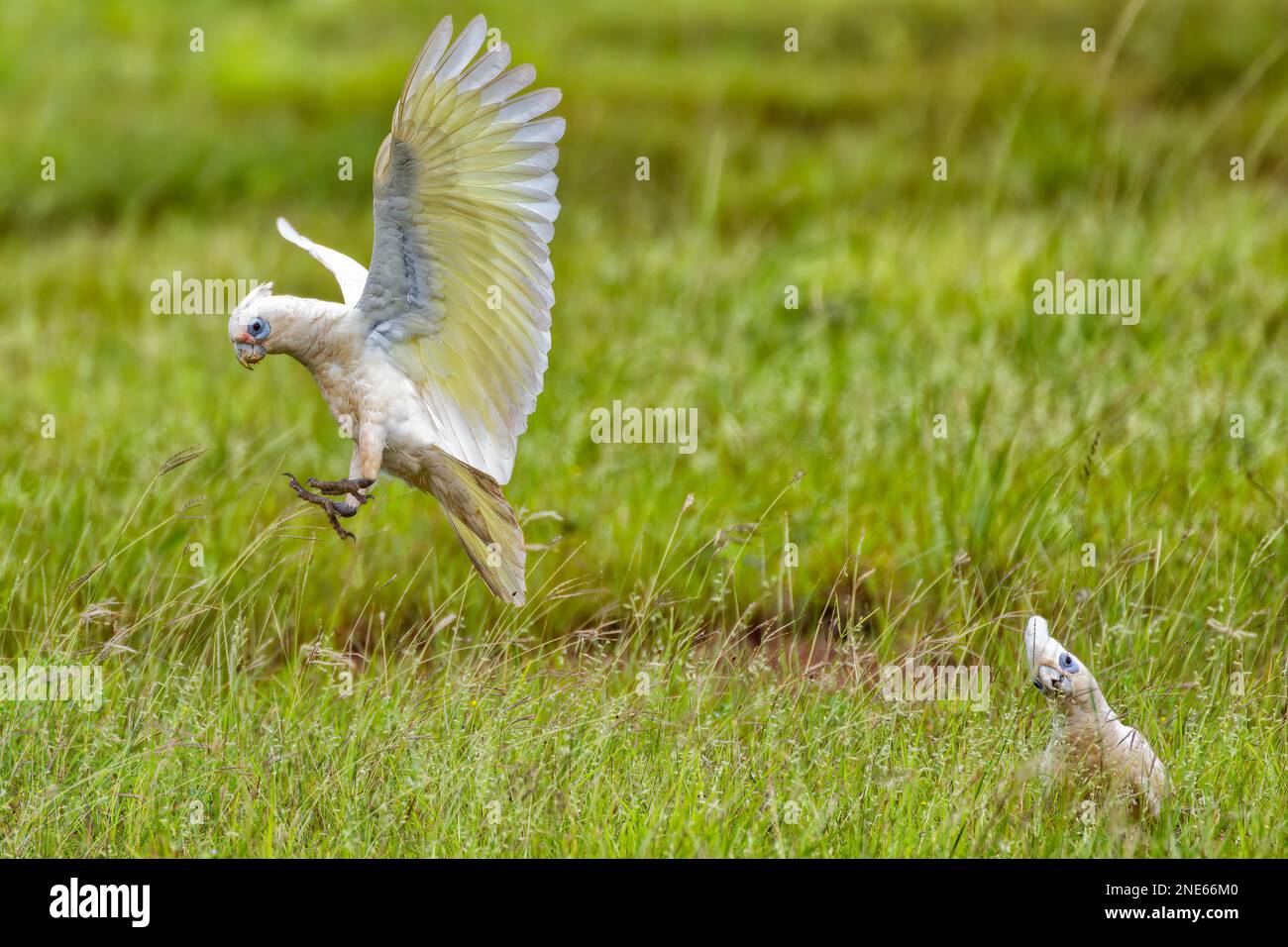 Corella birds hi-res stock photography and images - Alamy