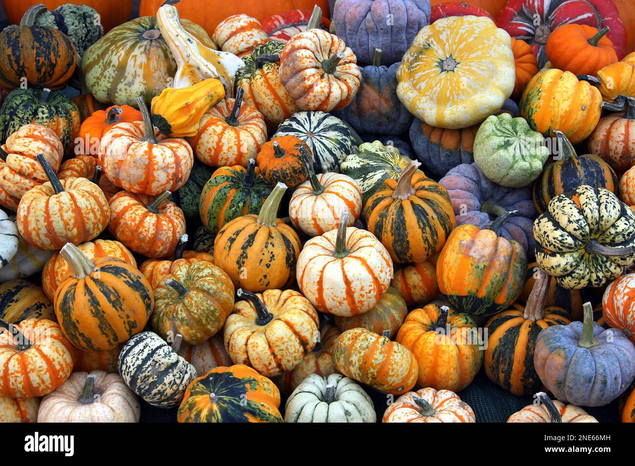 ornamental pumpkin (Cucurbita pepo convar. microcarpina), different ...