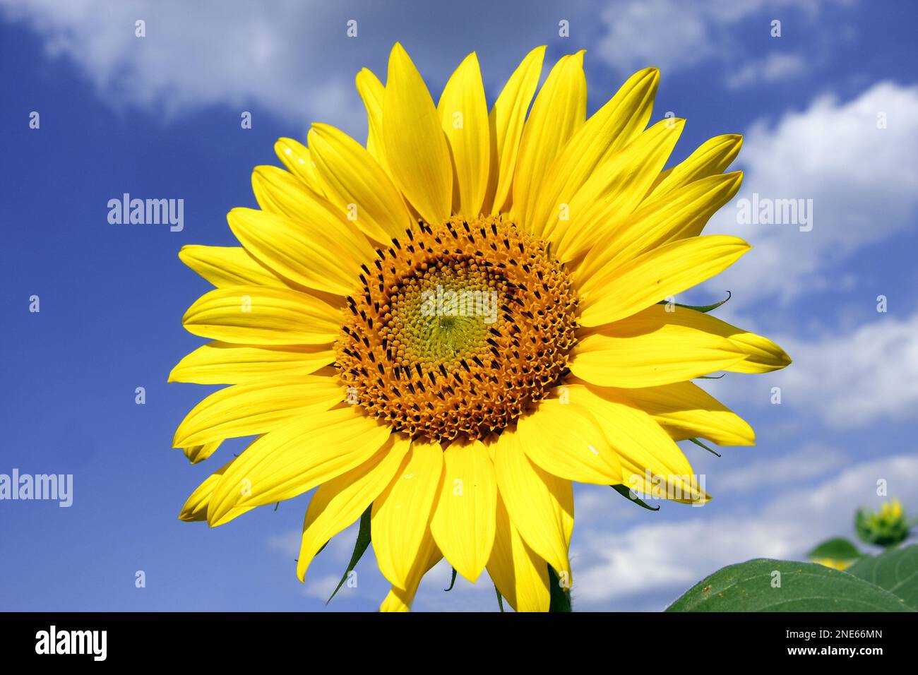 common sunflower (Helianthus annuus), blooming Stock Photo - Alamy