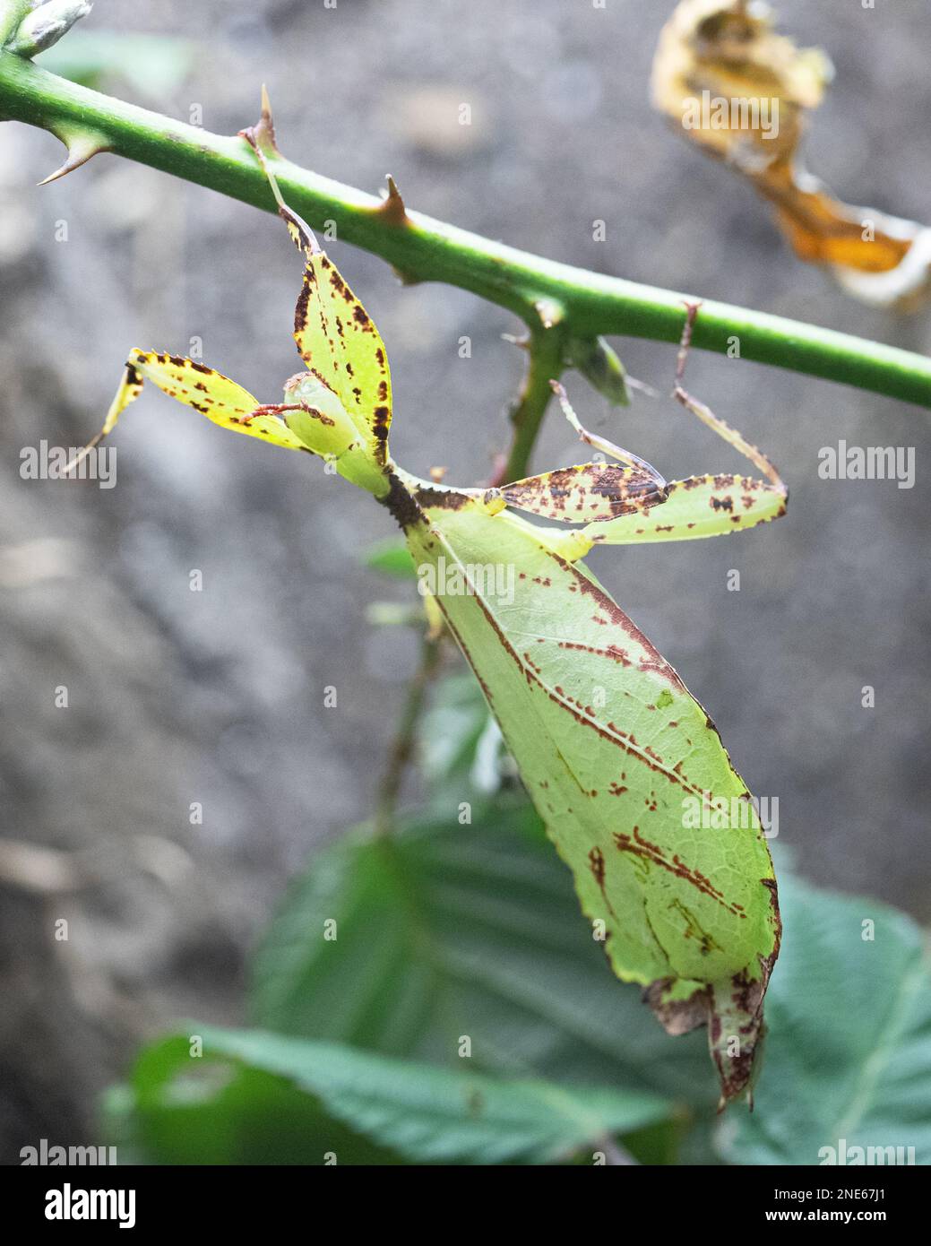 Philippine Walking Leaf (Phyllium philippinicum Stock Photo - Alamy