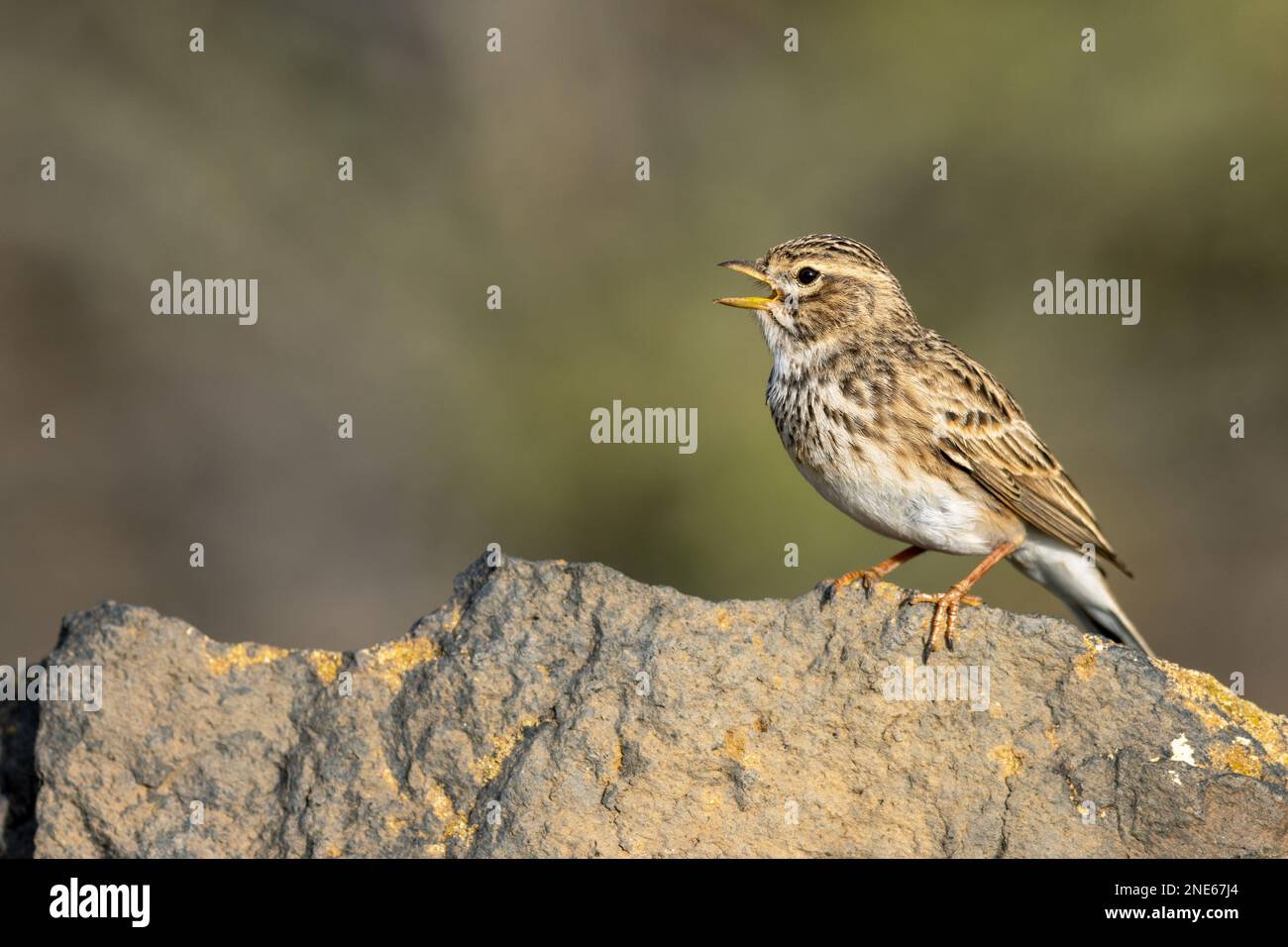 lesser short-toed lark (Calandrella rufescens, Alaudala rufescens ...