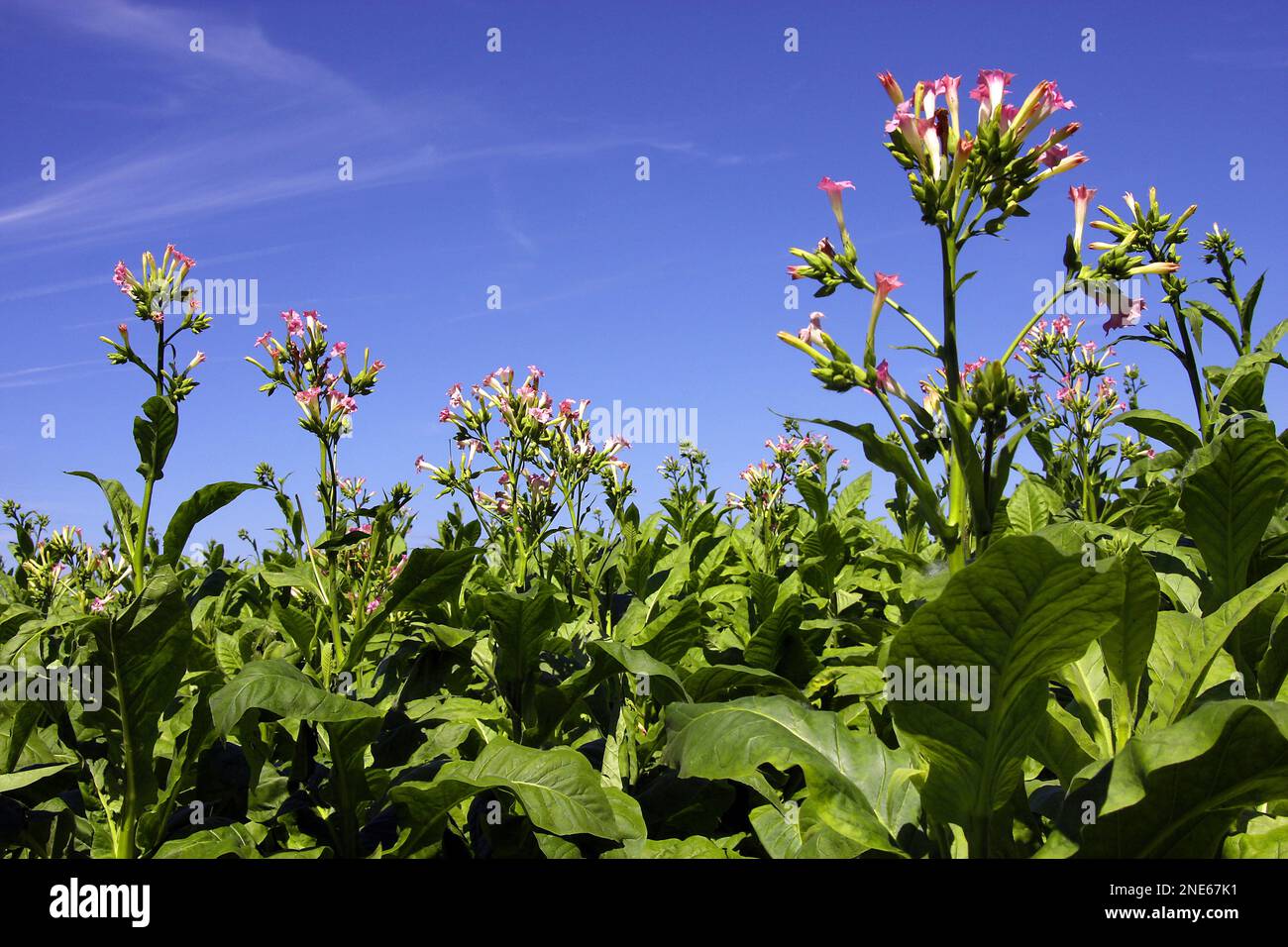Cultivated Tobacco, Common Tobacco, Tobacco (Nicotiana tabacum ...