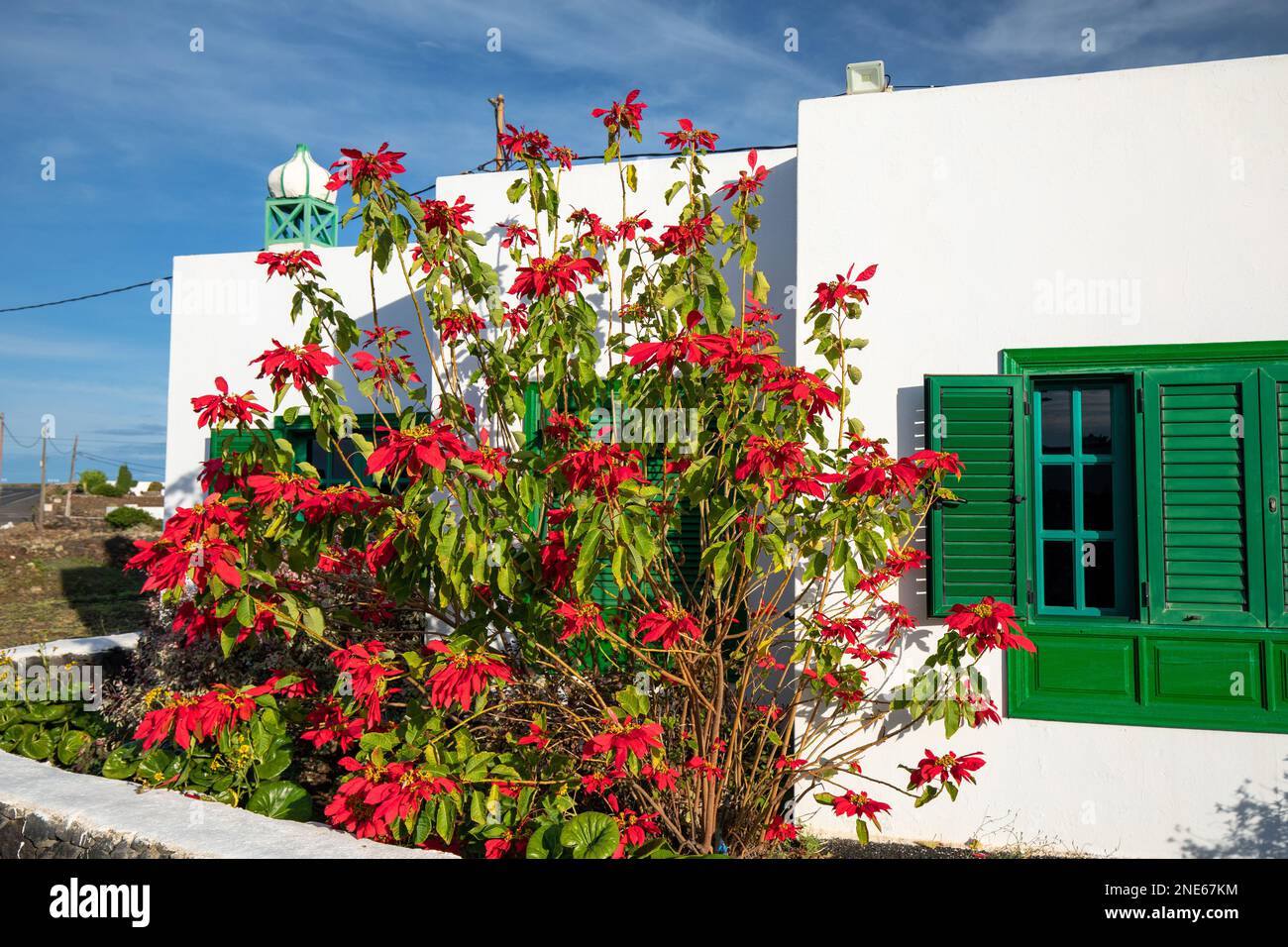 poinsettia (Euphorbia pulcherrima), blooming plant in a village, Canary ...