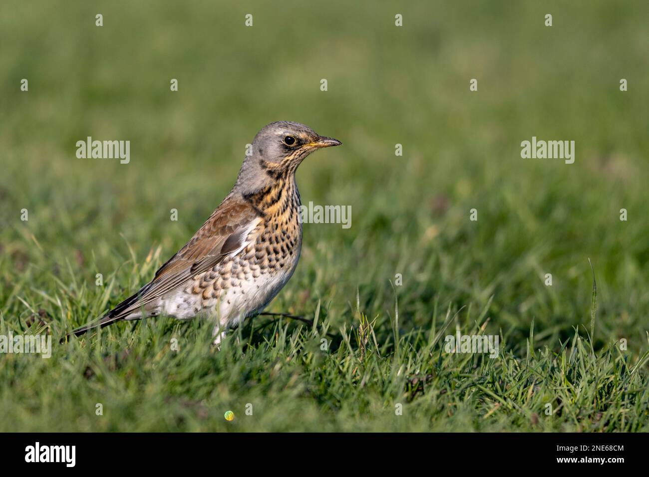 fieldfare (Turdus pilaris), searching for food in grassland ...