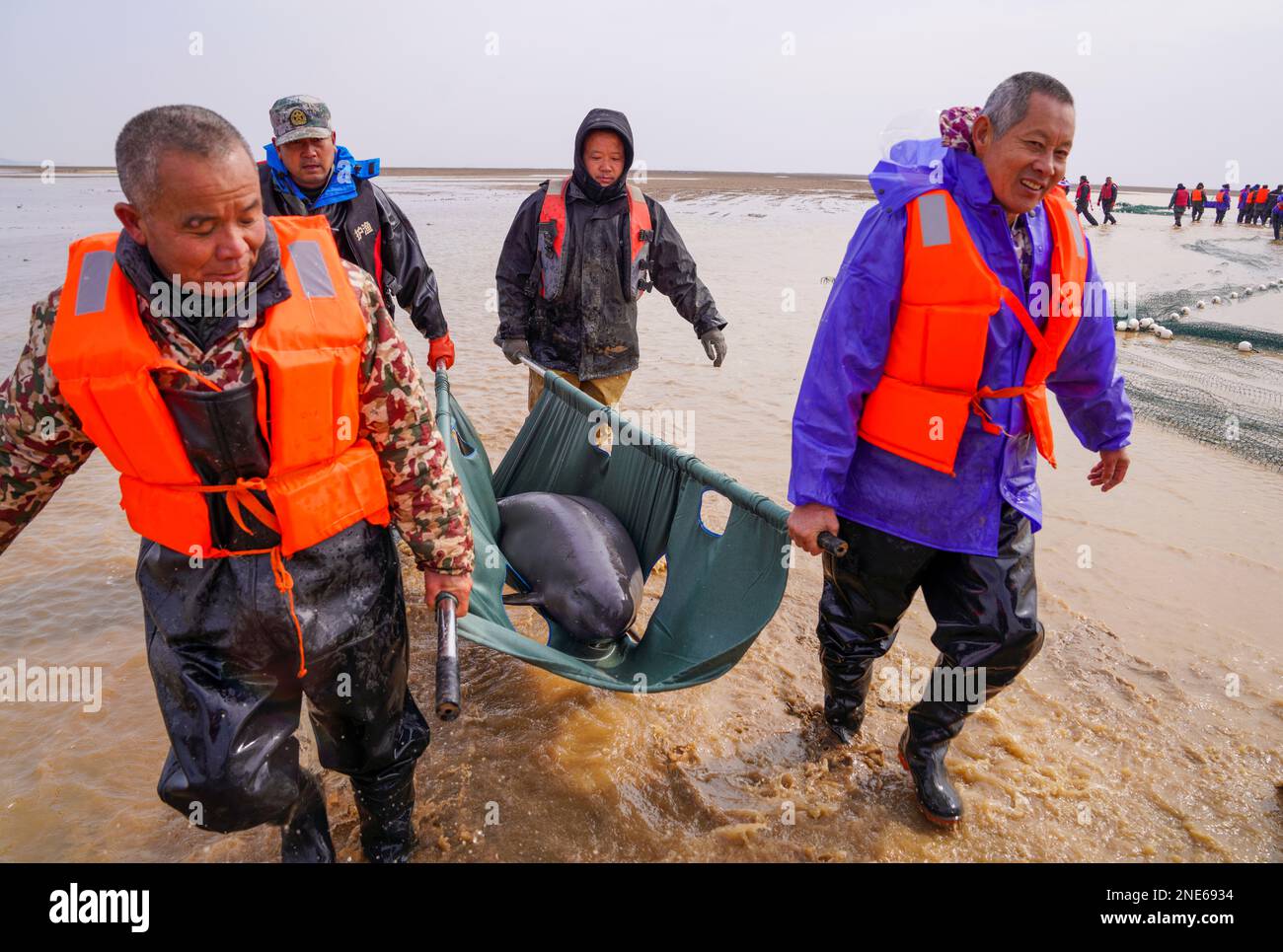 JIUJIANG, CHINA - FEBRUARY 15, 2023 - A finless porpoise is transported ...
