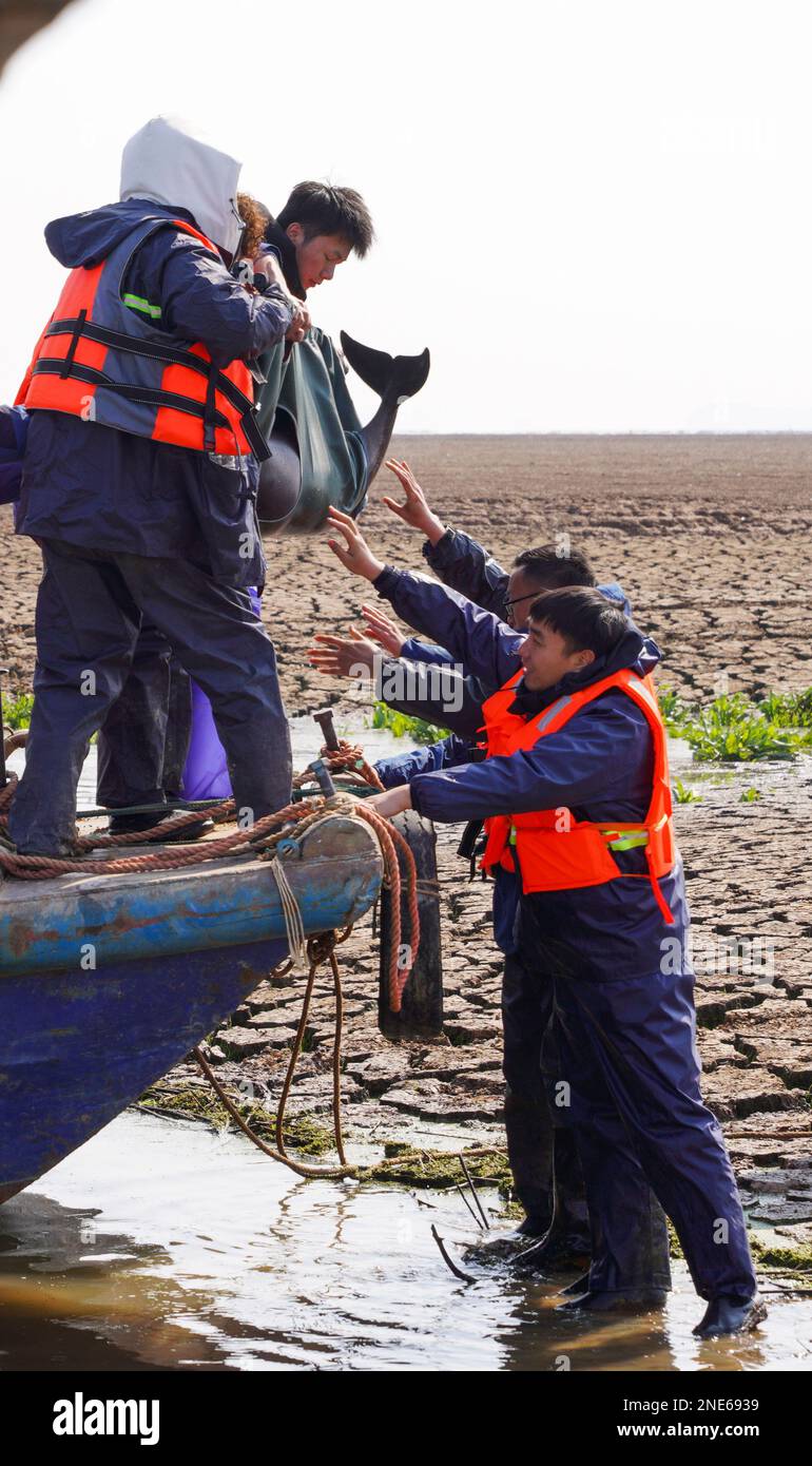 JIUJIANG, CHINA - FEBRUARY 15, 2023 - A finless porpoise is transported ...