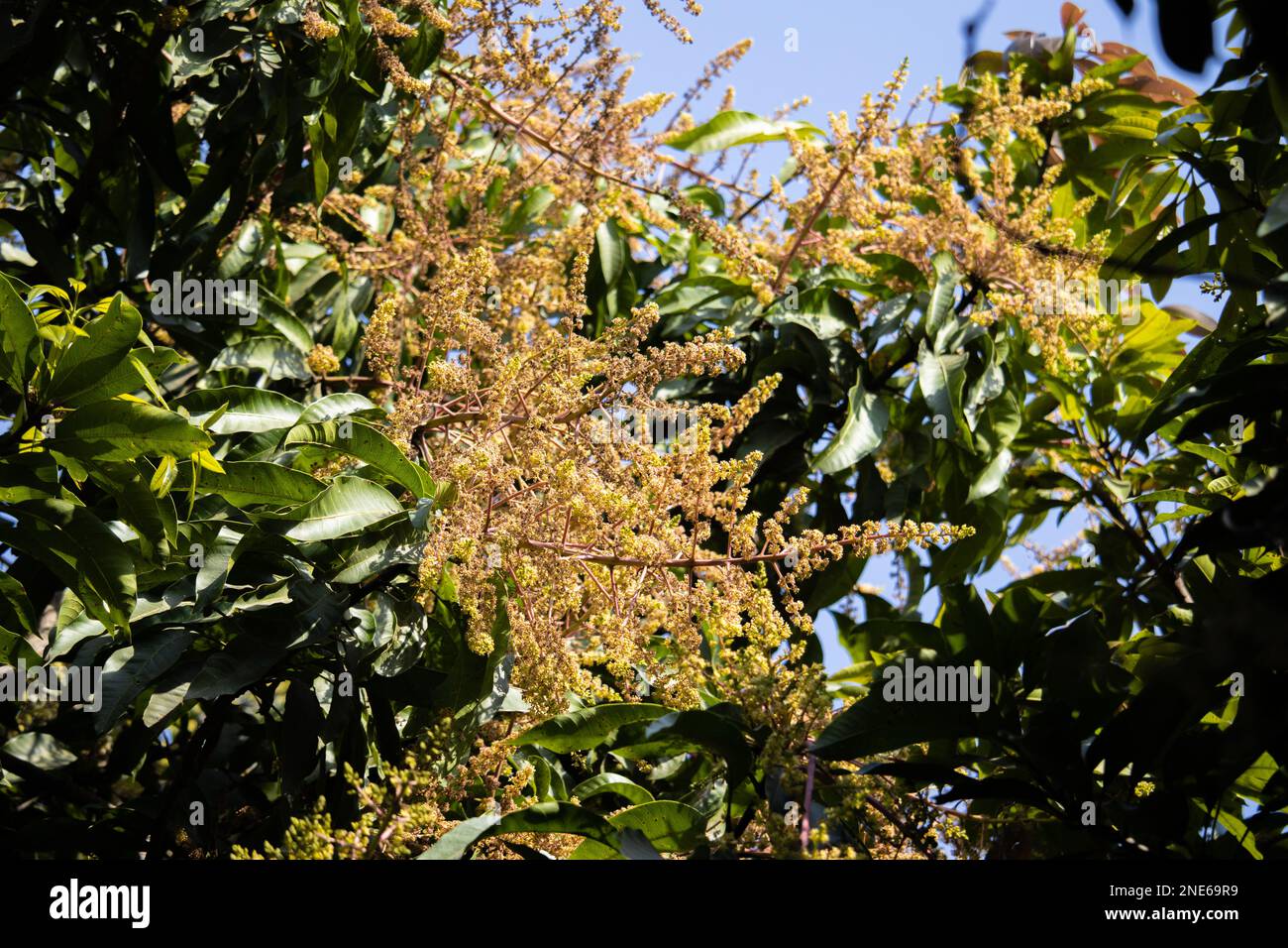 A branch of yellow color mango flower in a mango tree during spring ...