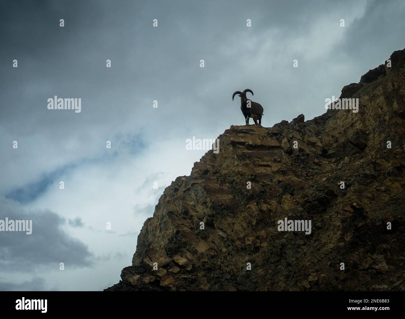 Blue Sheep in Spiti Valley, India Stock Photo - Alamy