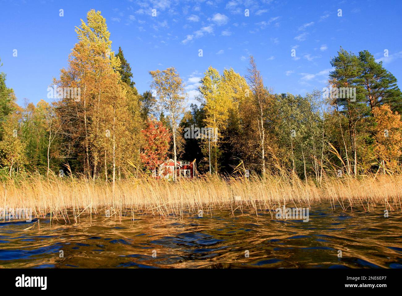 Low angle by a lake. Reed on this side. Trees and colorful wood, red ...