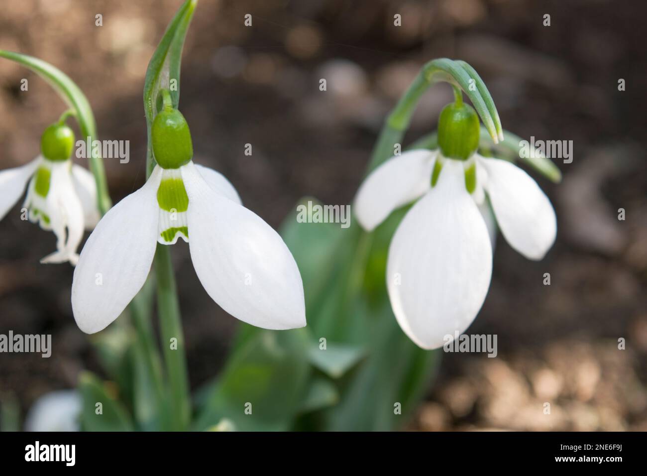 Fragile snowdrops, a widely cultivated bulbous European plant with ...