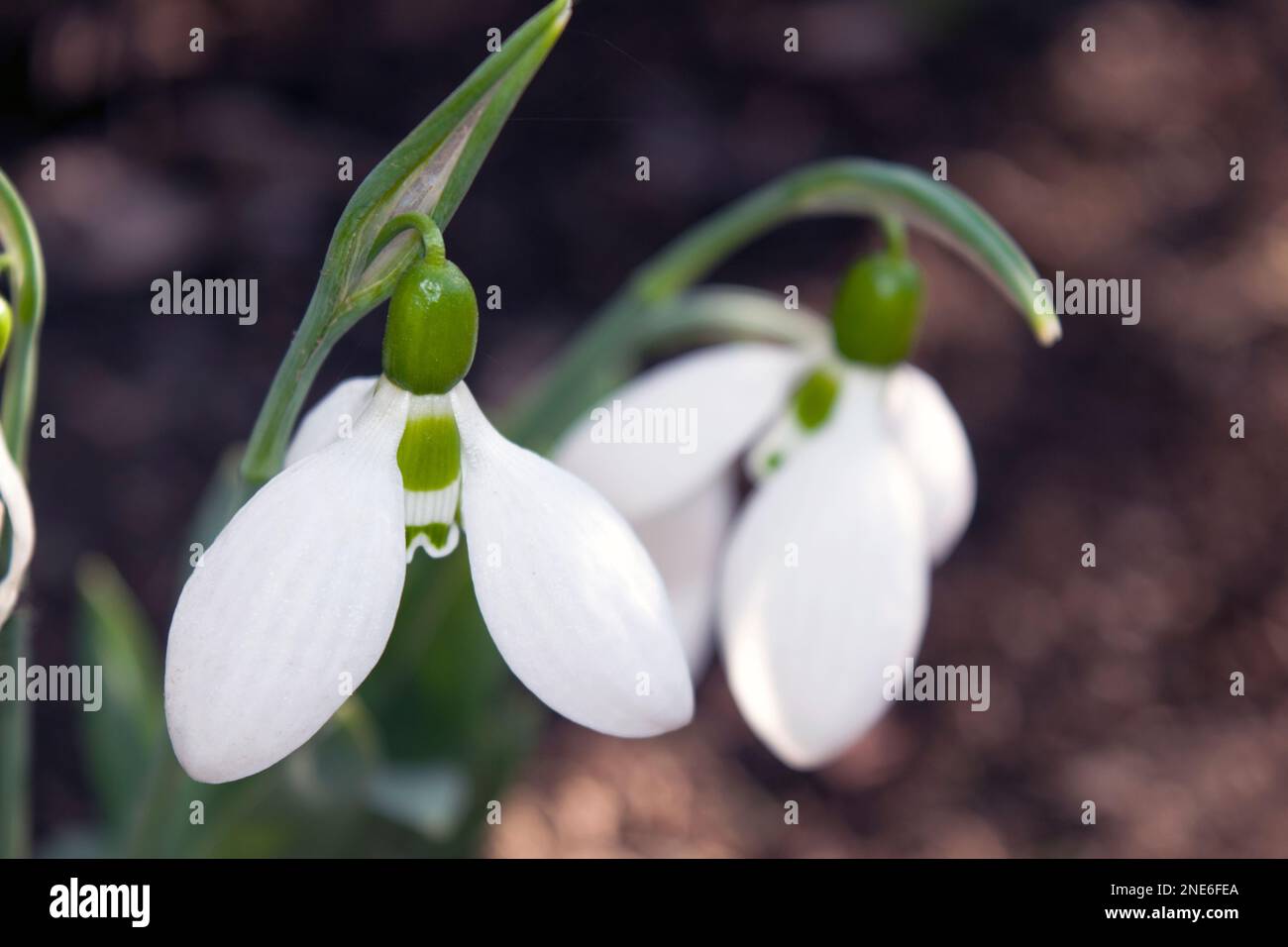 Fragile snowdrops, a widely cultivated bulbous European plant with ...