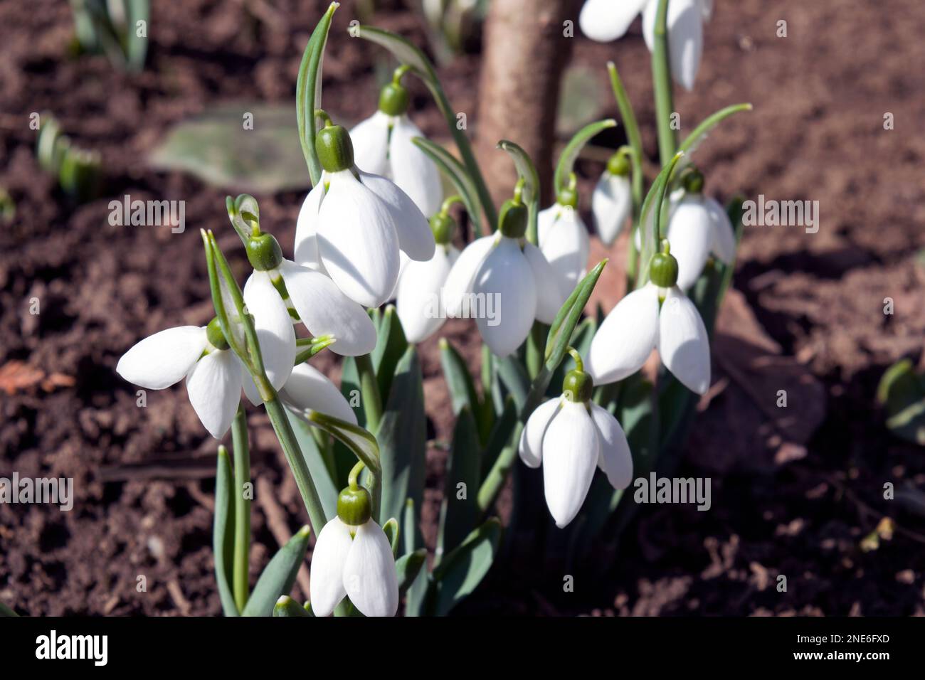 Fragile snowdrops, a widely cultivated bulbous European plant with ...